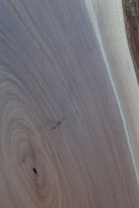 Kiln-Dried Walnut Is Not Steamed Walnut | WunderWoods