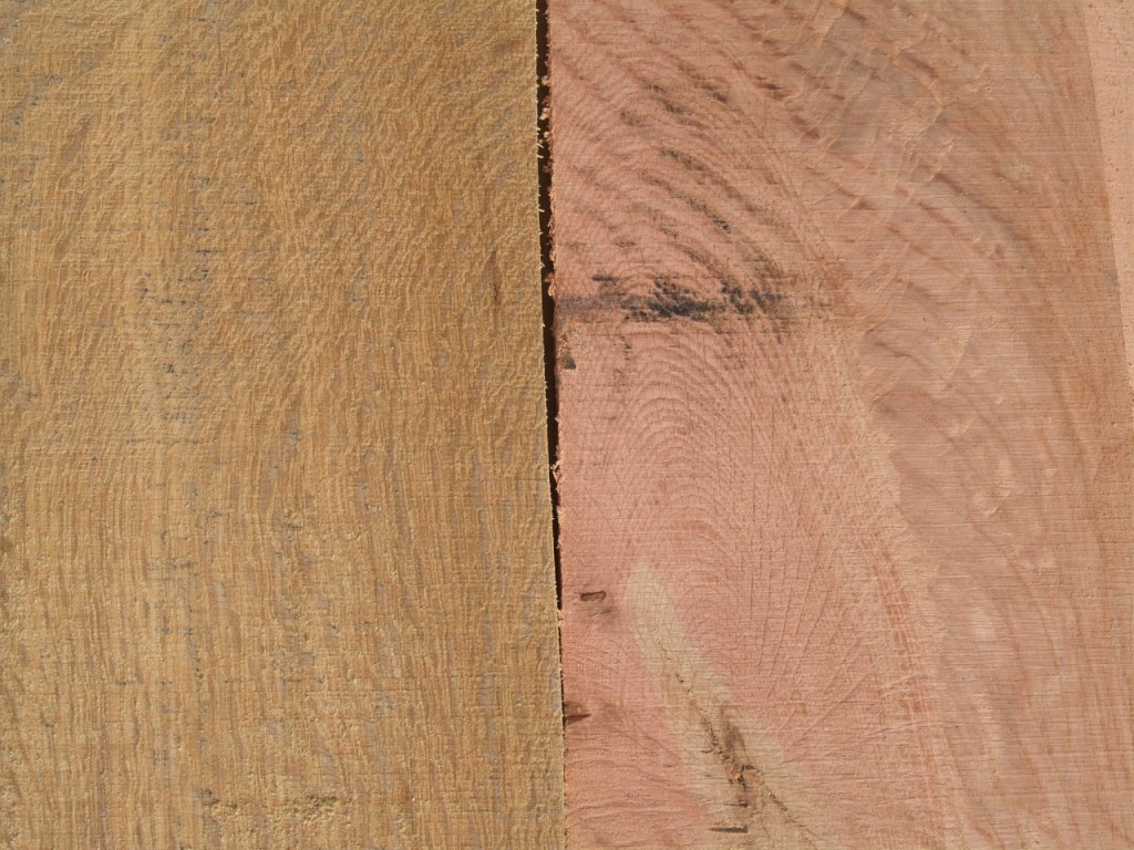 “The” White Oak | WunderWoods